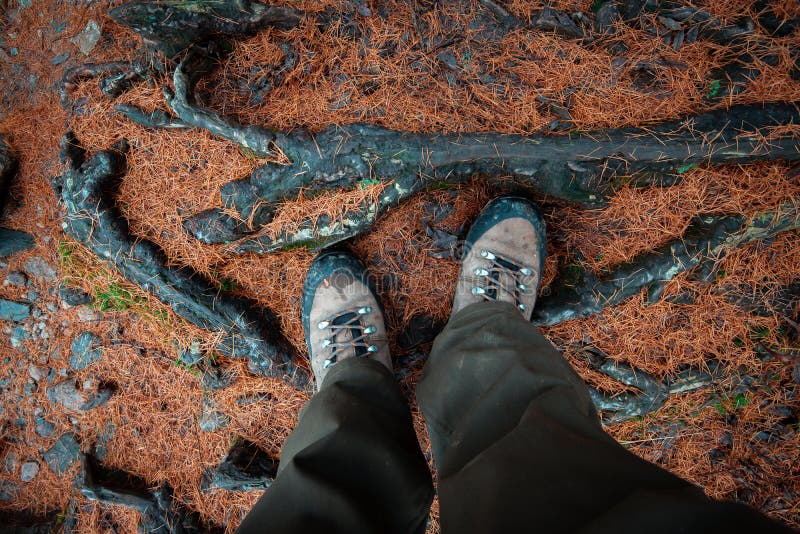 Man Feet Over Fallen Larch Leaves Stock Image - Image of season, fallen ...