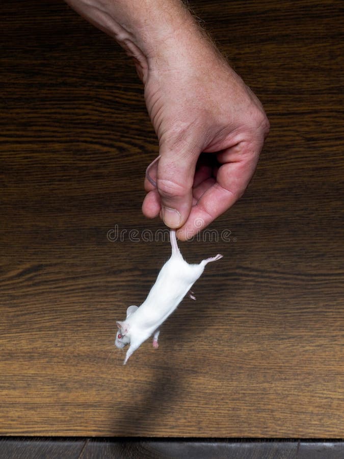 Man S Hand Caught the Mouse in the Apartment. Fingers Keep the Rodent S ...