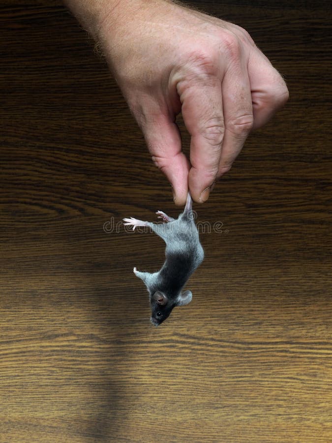 Man S Hand Caught the Mouse in the Apartment. Fingers Keep the Rodent S ...