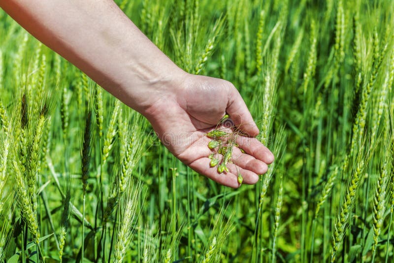 Man`s Hand on the Cereal Field Stock Image - Image of kernels, bread ...