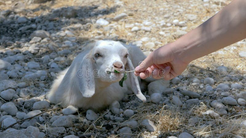 A man feeds baby goat stock footage. Video of agriculture - 123699160