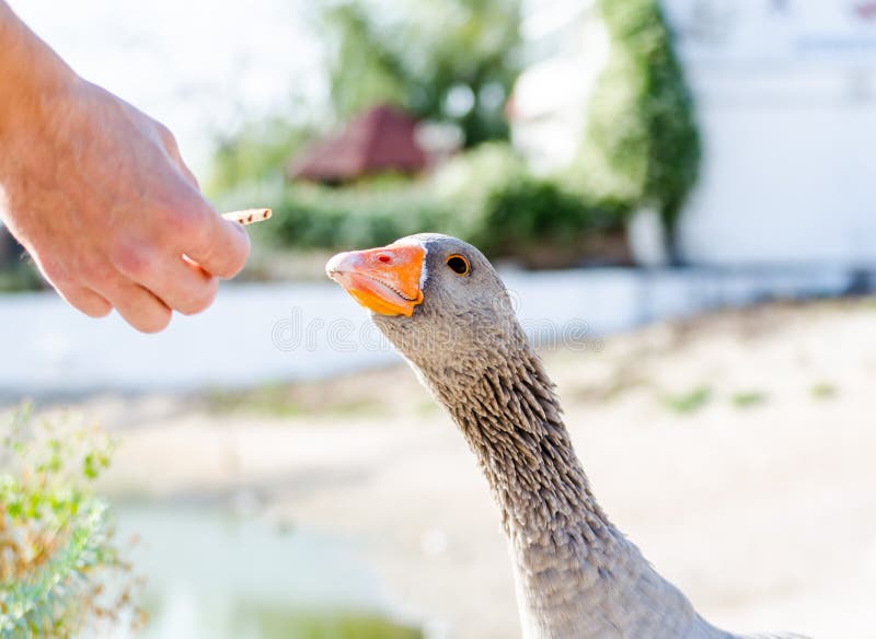 A Man`s Hand Feeds a Wild Gray Goose on Biscuits Stock Photo - Image of ...