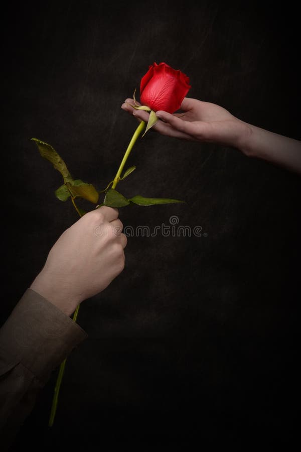 Man's Hand Giving Rose Stock Images - Download 1,028 Royalty Free Photos