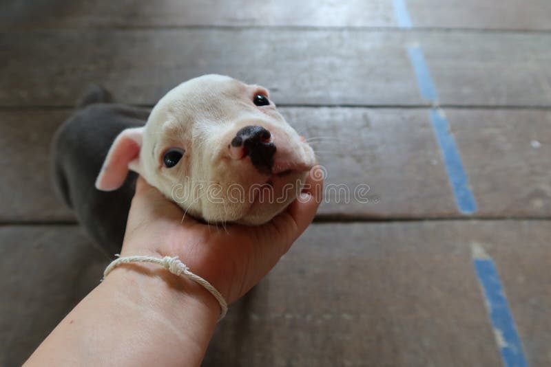 Man`s Hand Held the Face of a Cute Little Dog Looking with Pitiful Eyes ...