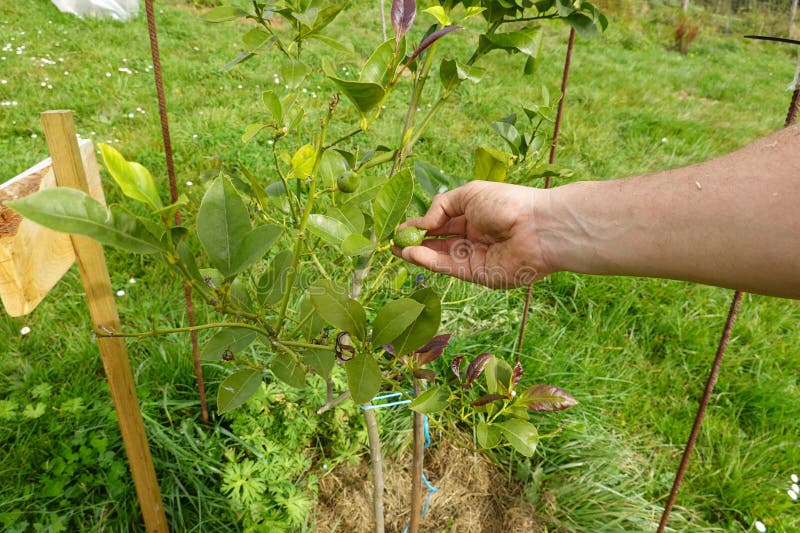 Man S Hand Holding Small Lemon Fruit in a Lemon Tree with Frost Burned ...