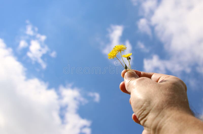 Man& X27;s Hand Holding Spring Flower. Stock Photo - Image of flower ...