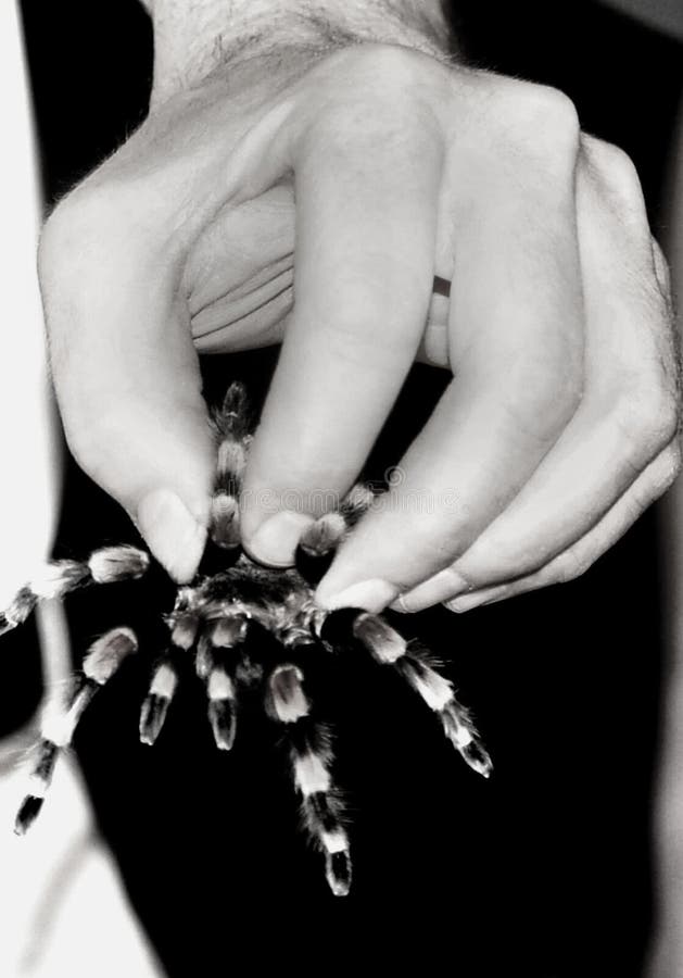 Man`s Hand Holding a Tarantula Stock Photo - Image of holding, insect ...