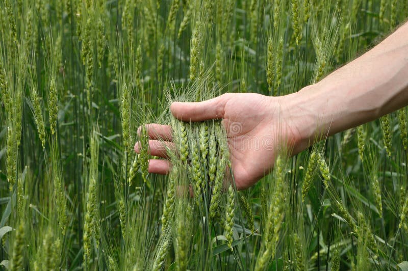 Man s hand holding wheat stock image. Image of crop, cereal - 31648167