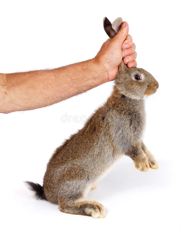 Man S Hand Holding A Young Brown Rabbit Stock Image - Image of ...