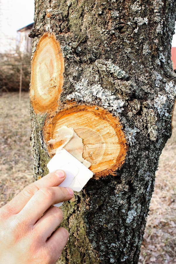 The Man S Hand Lubricates the Cut on the Tree with a Special Solution ...
