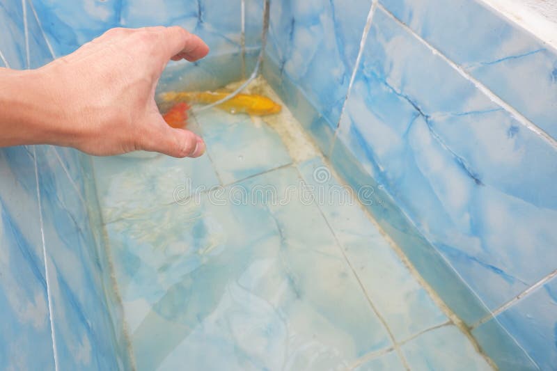 A Man S Hand is Making a Gesture of Reaching Down To Catch a Koi Fish ...