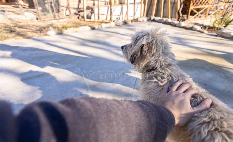 Man's Hand Petting Fluffy Dog Stock Photos - Free & Royalty-Free Stock ...