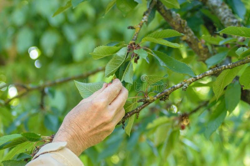 Man S Hand Picking Cherries from a Tree, Springtime Fruit Stock Image ...