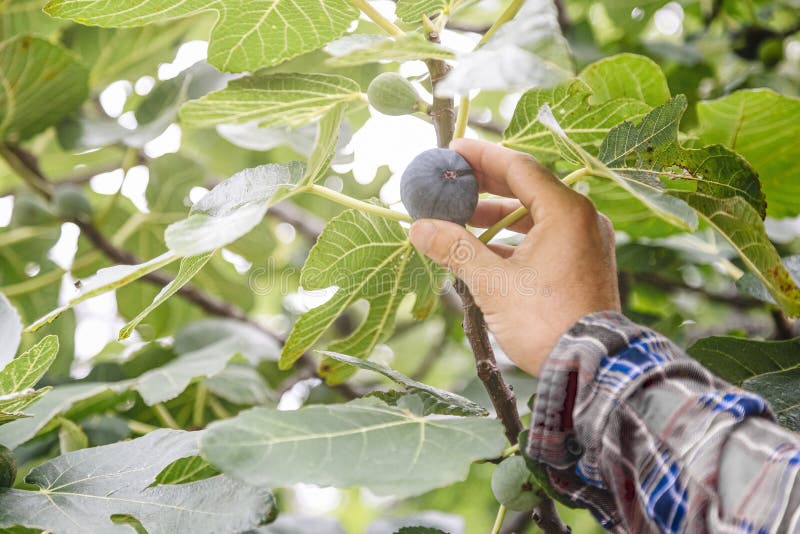 Man`s Hand Picking Fig from Tree Stock Image - Image of branch, mission ...