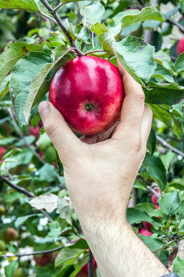 Man`s Hand Picks Beautiful Red Apple from the Tree Stock Photo - Image ...