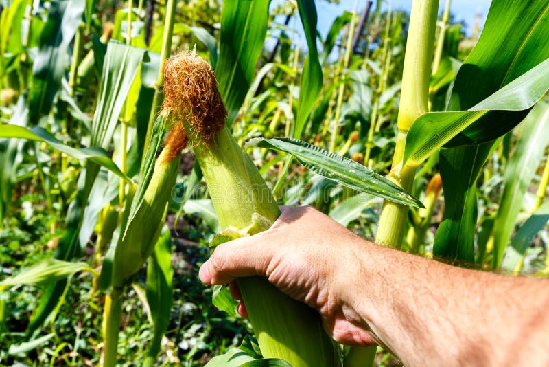Man S Hand Picks the Corn Head Stock Image - Image of hand, growing ...