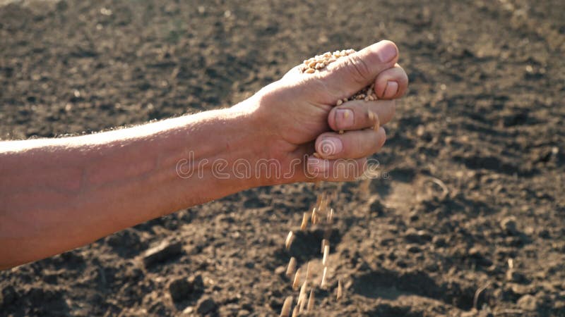 A Man`s Hand Pulls a Grain that Falls To the Ground. Grain in the Hand ...