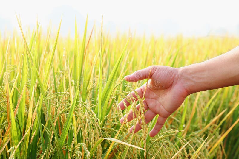 Man S Hand with Rice Field. Stock Image - Image of crop, agriculture ...