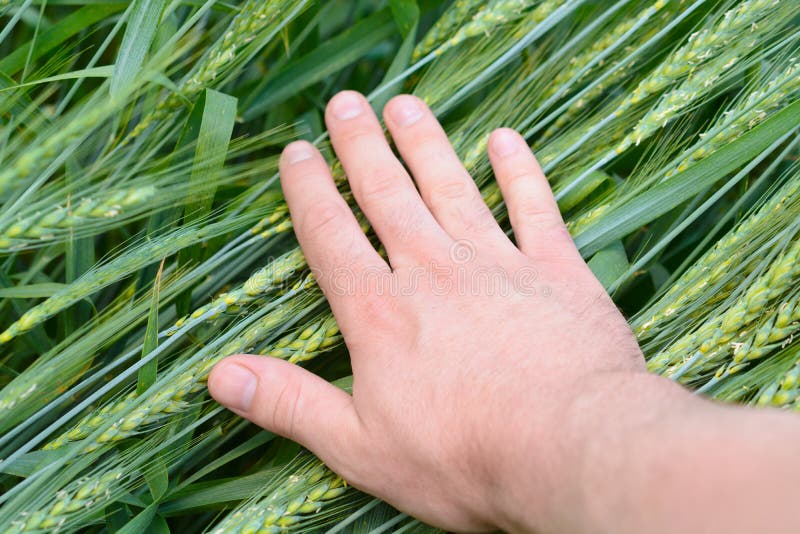 Man s hand and rye stock photo. Image of freedom, agriculture - 73588144