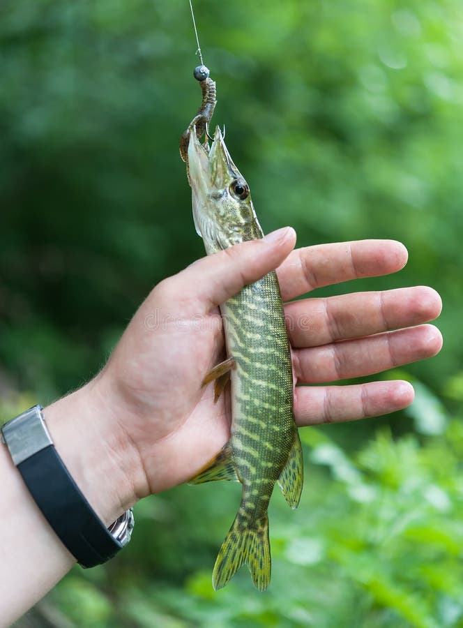 Caught pike stock photo. Image of catching, nature, summer - 29867866