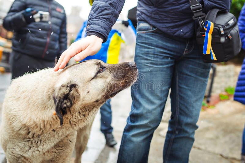 Man`s Hand Stroking a Stray Dog Stock Image - Image of people ...