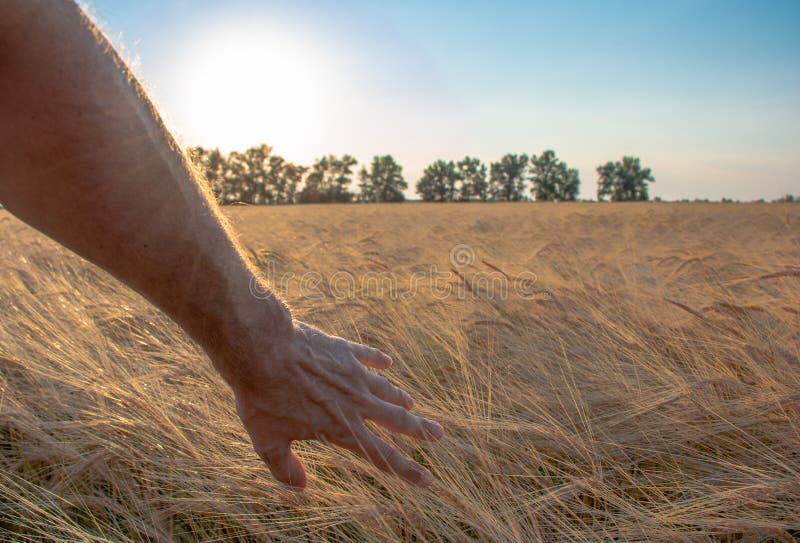 A Man`s Hand Touches an Ear of Wheat or Rye among Endless Fields at ...