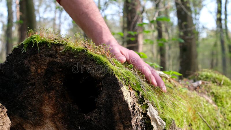 A Man S Hand Touching Moss on the Fallen Tree. Forest Relaxation Stock ...