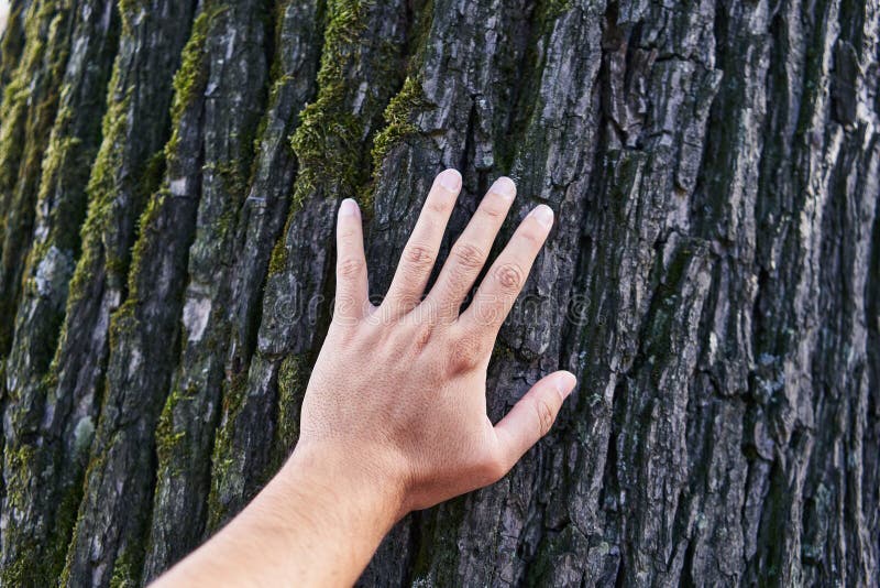 A Man S Hand Touching the Textured Bark of a Tree in a Natural Outdoor ...