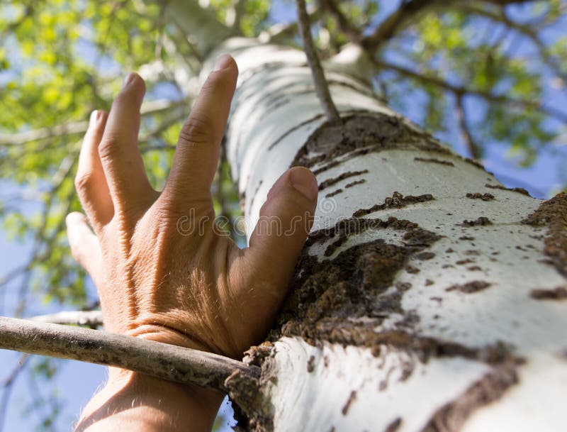Man`s Hand on a Tree in the Nature Stock Image - Image of hands, care ...