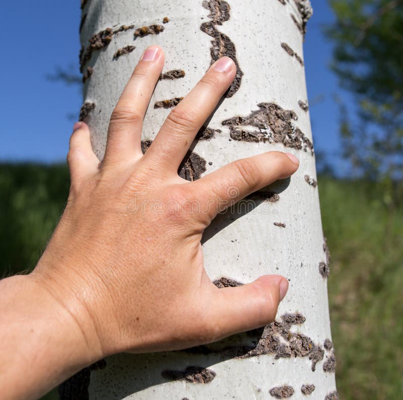Man`s Hand on a Tree in the Nature Stock Photo - Image of trunk, bark ...
