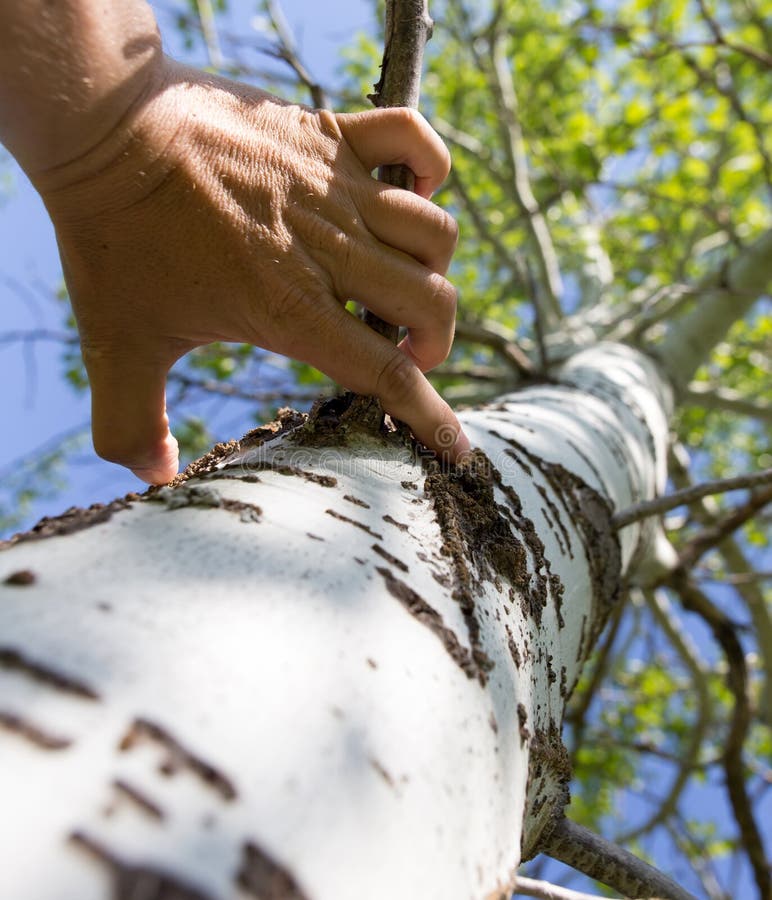 Man`s Hand on a Tree in the Nature Stock Photo - Image of trunk, bark ...