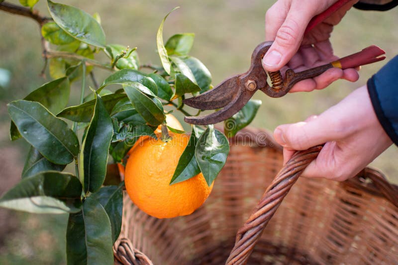 Man S Hands Collecting Fruits in a Wicker Basket with a Pruning Shears ...