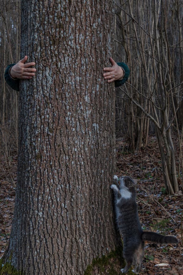 A Man S Hands Grabbed a Tree Trunk. the Cat is Crawling in a Tree Stock ...
