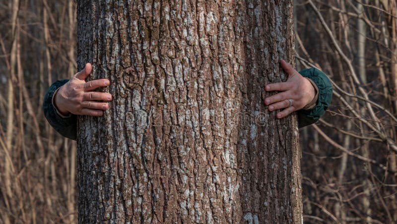 A Man S Hands Grabbed a Tree Trunk Stock Photo - Image of nature, view ...