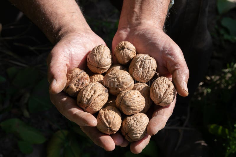 Man`s Hands with Handful of Walnuts Stock Image - Image of composition ...