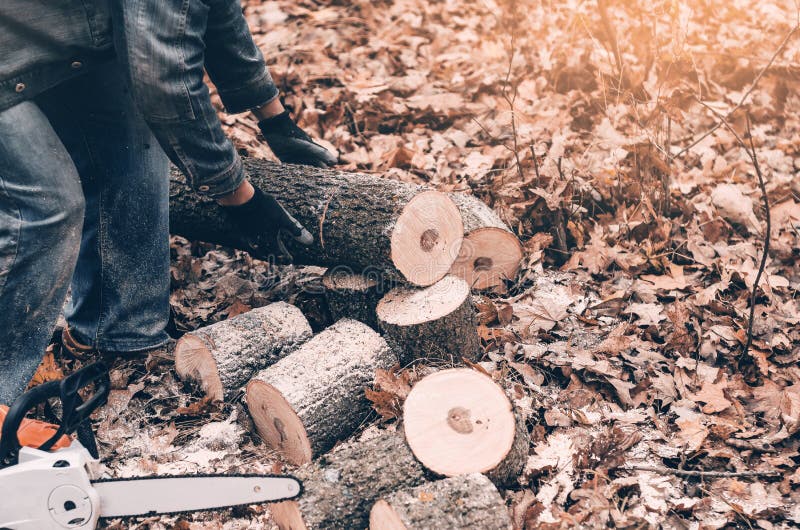 Man`s Hands Hold the Cut Trunk. Bars of Trees. View of the Slice Stock ...