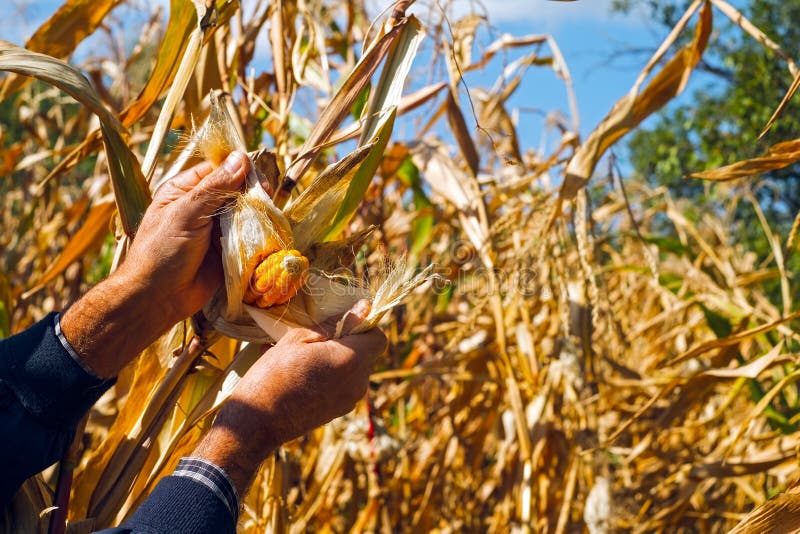 Man`s Hands Picking Corn on Field in Harvesting Autumn Season Stock ...