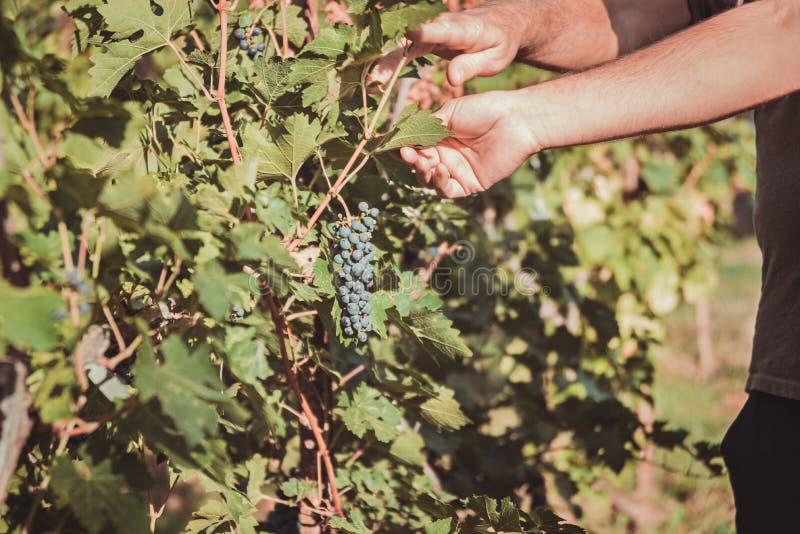 Man`s Hands and Ripe Blue Grape Growing on Bushes Stock Photo - Image ...
