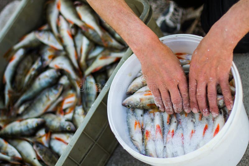 Stack of raw fish stock photo. Image of close, heap, closeup - 79966174