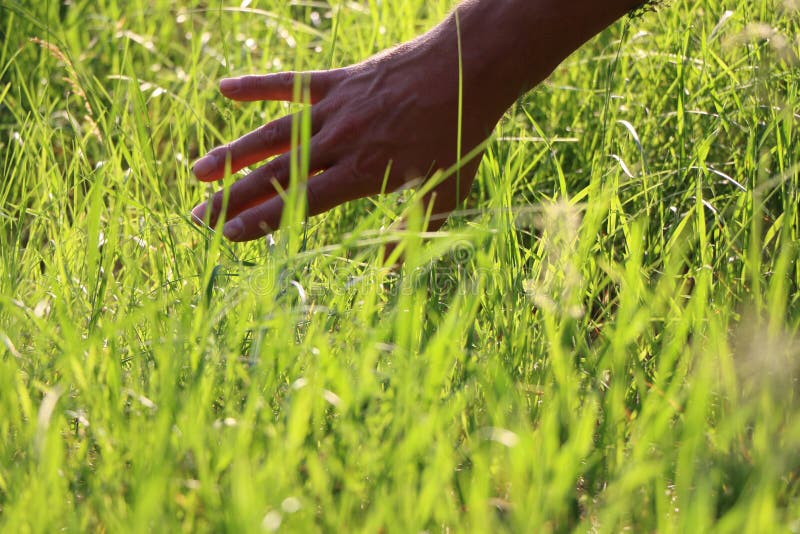 2,888 Hand Touching Grass Photos - Free & Royalty-Free Stock Photos ...