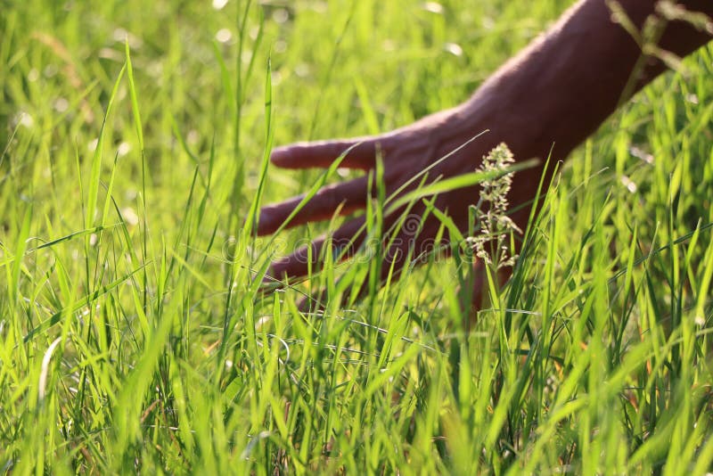 2,888 Hand Touching Grass Photos - Free & Royalty-Free Stock Photos ...