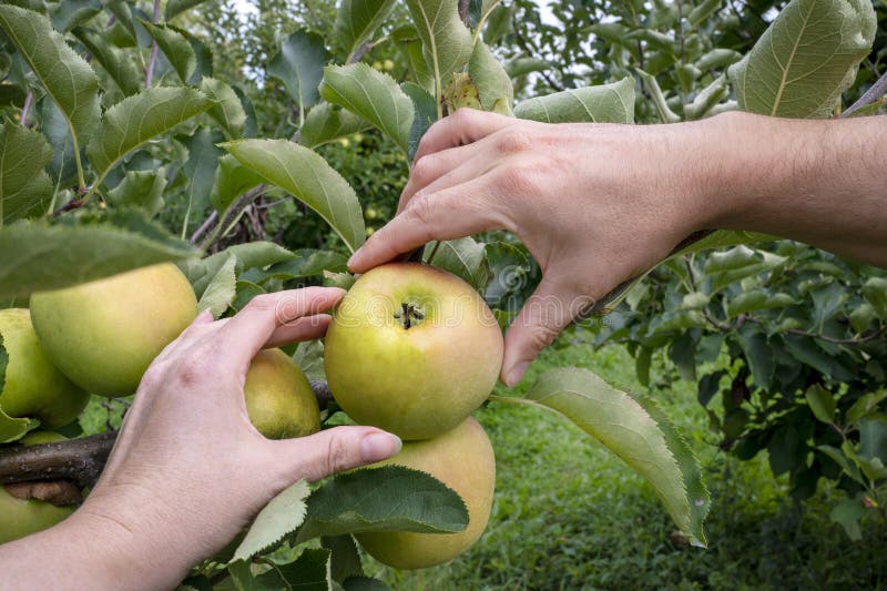 Man& X27;s and Woman& X27;s Hands Pick Ripe Green Apple. Stock Image ...