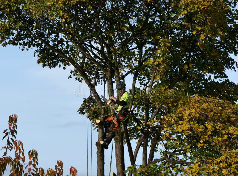 Man in Safety Clothes Up a Tree Trimming Branches Editorial Stock Image ...