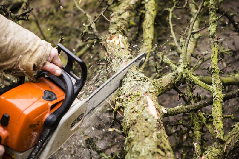 Man Sawing a Log in His Back Yard Stock Photo - Image of outdoors ...