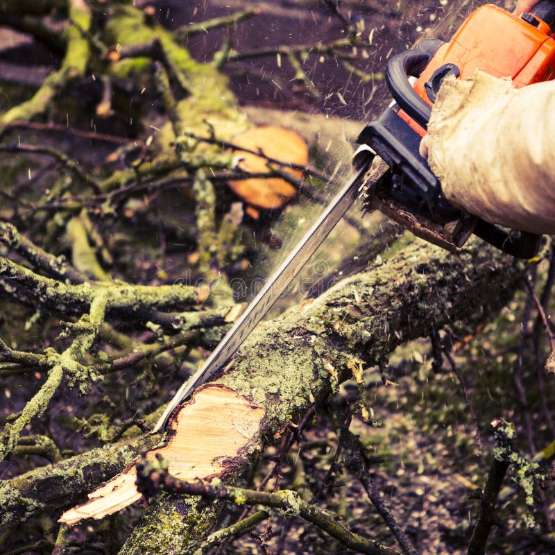 Man Sawing a Log in His Back Yard Stock Photo - Image of activity ...