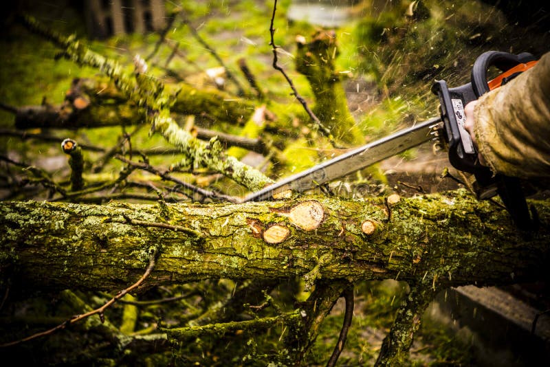 Man Sawing a Log in His Back Yard Stock Image - Image of industry ...