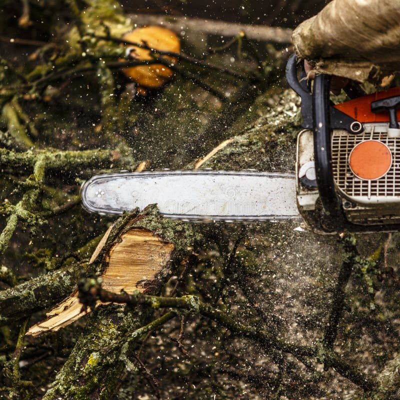 Man Sawing a Log in His Back Yard Stock Image - Image of petrol, plant ...