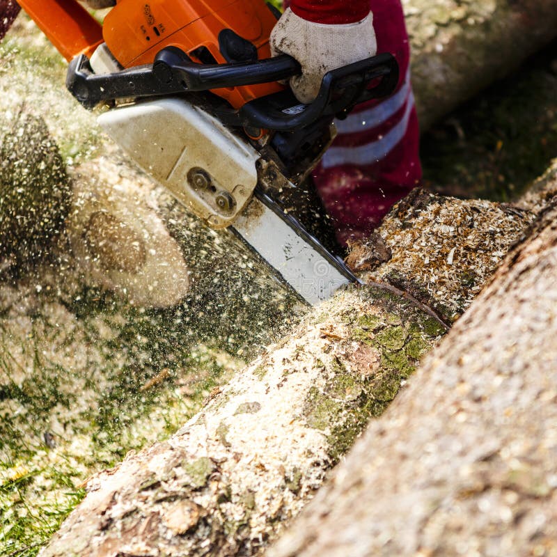 Man Sawing a Log in His Back Yard Stock Image - Image of lumberjack ...