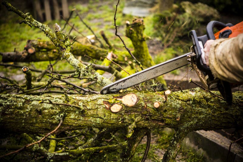 Man Sawing a Log in His Back Yard Stock Photo - Image of logger, metal ...