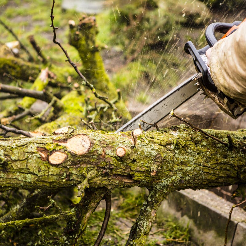 Man Sawing a Log in His Back Yard Stock Image - Image of logger, handle ...